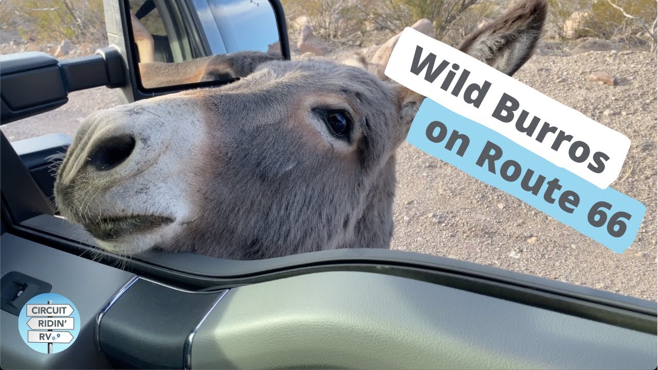 Ep 80: Wild Burros on Route 66 in AZ // RV Life - YouTube