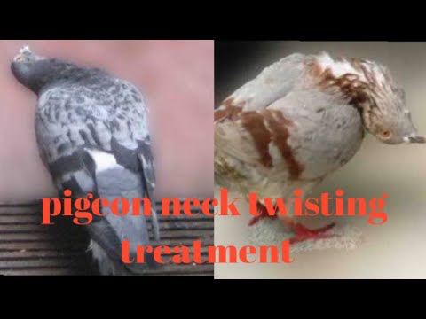 pigeon neck twisting treatment in Kannada - YouTube