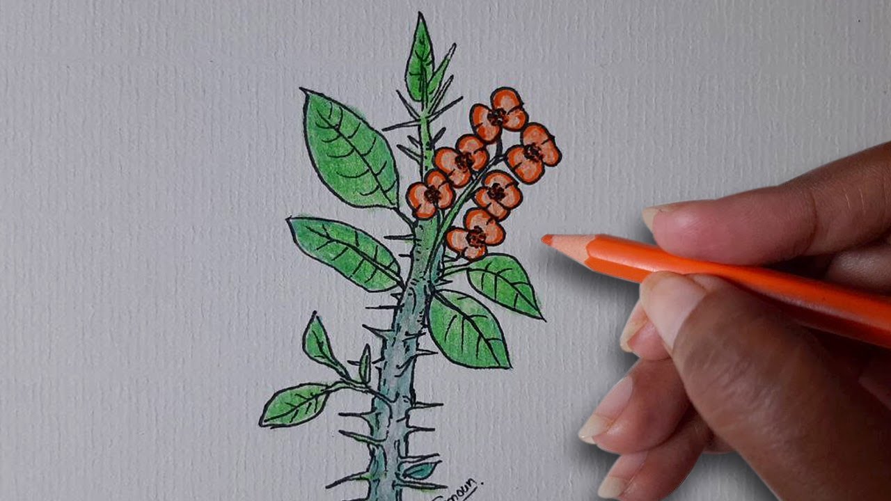 Crown of the Thorns Flower Drawing | Euphorbia Drawing | How to Draw ...
