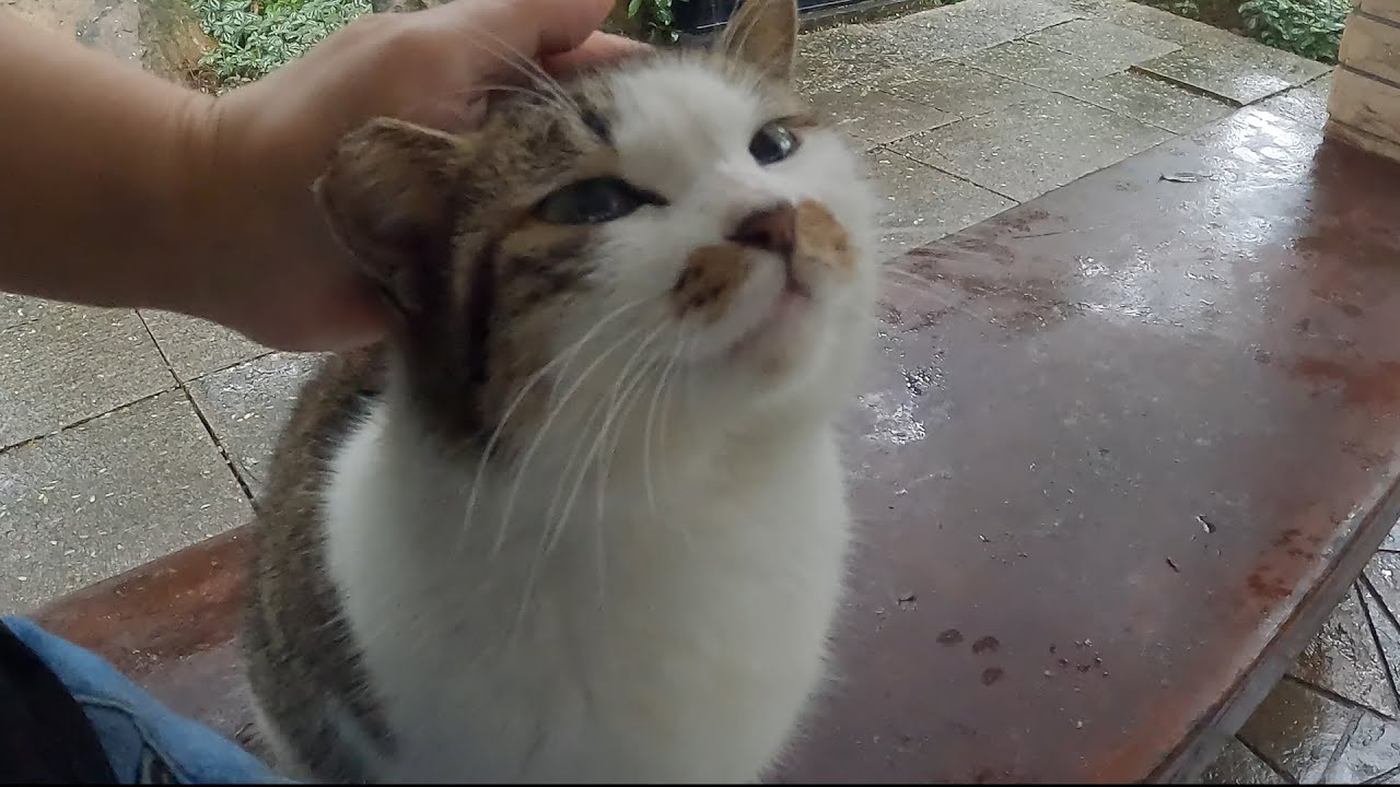 【cat】在亭子里遇见一只被雨淋湿的猫咪，它十分可爱温顺，我们相互彼此熟悉#pets - YouTube