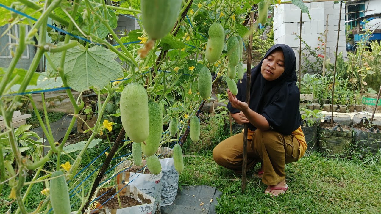 how to plant cucumber baby from seeds to harvest - YouTube