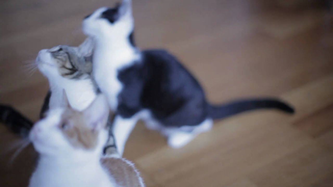 Absolutely Cuckoo Cats - YouTube