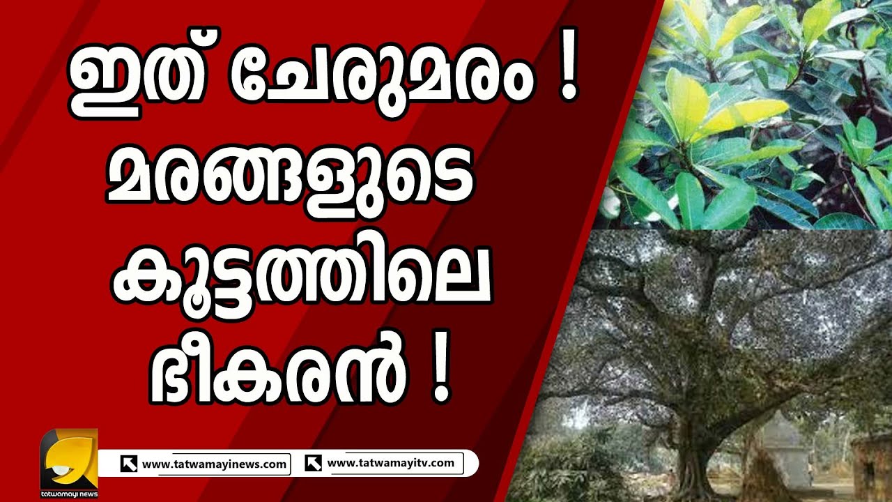 ചേരുമരത്തിനെ ചുറ്റിപ്പറ്റി വിശ്വാസവും അന്ധവിശ്വാസവും നിരവധി | CHERU ...