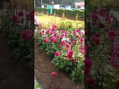 #flowers #garden #youtubeshorts #shorts #2022 #kodaikanal