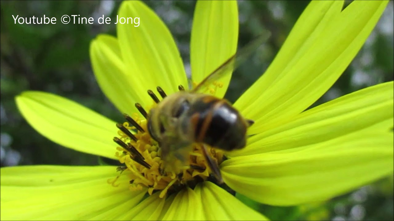 Eristalis tenax - Blinde bij- Hoverfly- Zweefvlieg door Tine de Jong ...