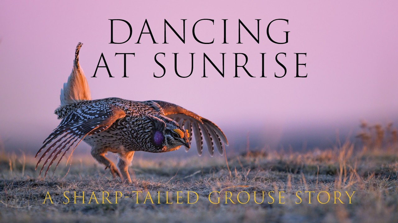 Sharp-tailed Grouse Lekking Documentary - Dancing at Sunrise - YouTube
