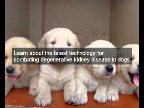 Reverse dog kidney disease symptoms | natural dog food recipes to halt ...