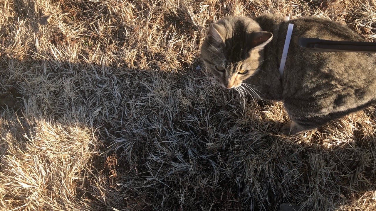 Saving A Cat! - YouTube