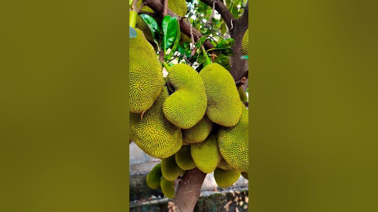ചക്ക 🍋 Youtube