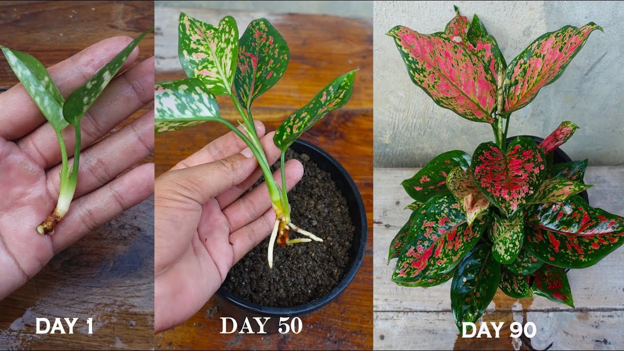 How to grow and care Aglaonema plant in easy with full updates ...