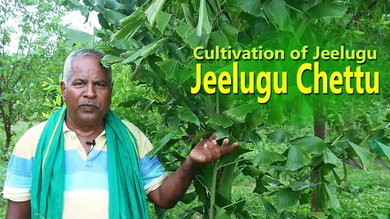 Cultivation of Jeelugu || Jeelugu chettu || Farm Things - YouTube
