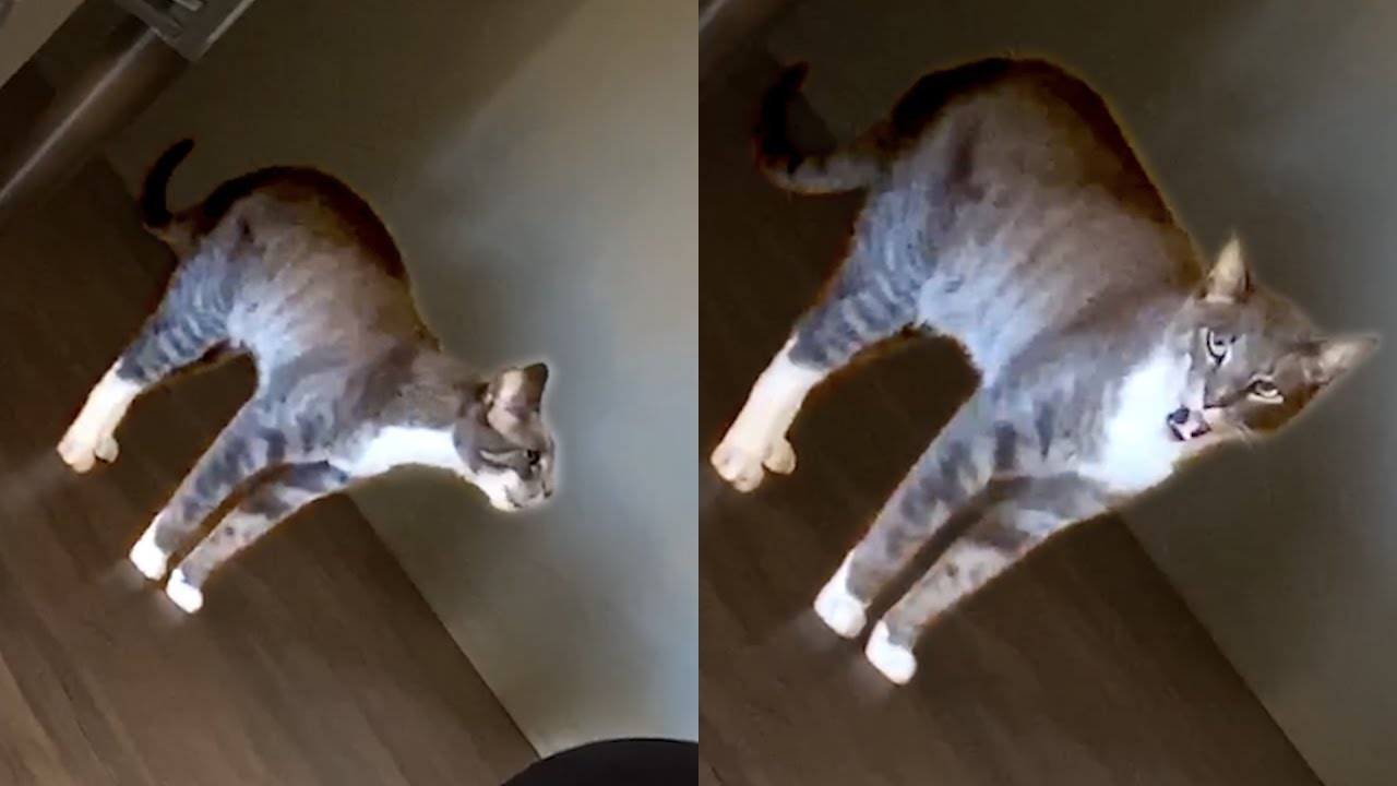 Cat Just Spoke In English... - YouTube