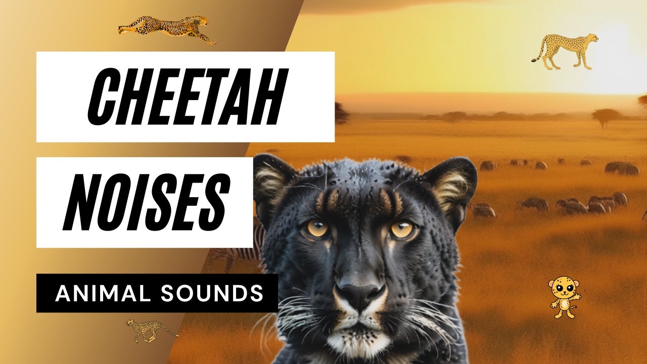 Animal Sounds: Black Cheetah Noises - black cheetah growl sound - YouTube
