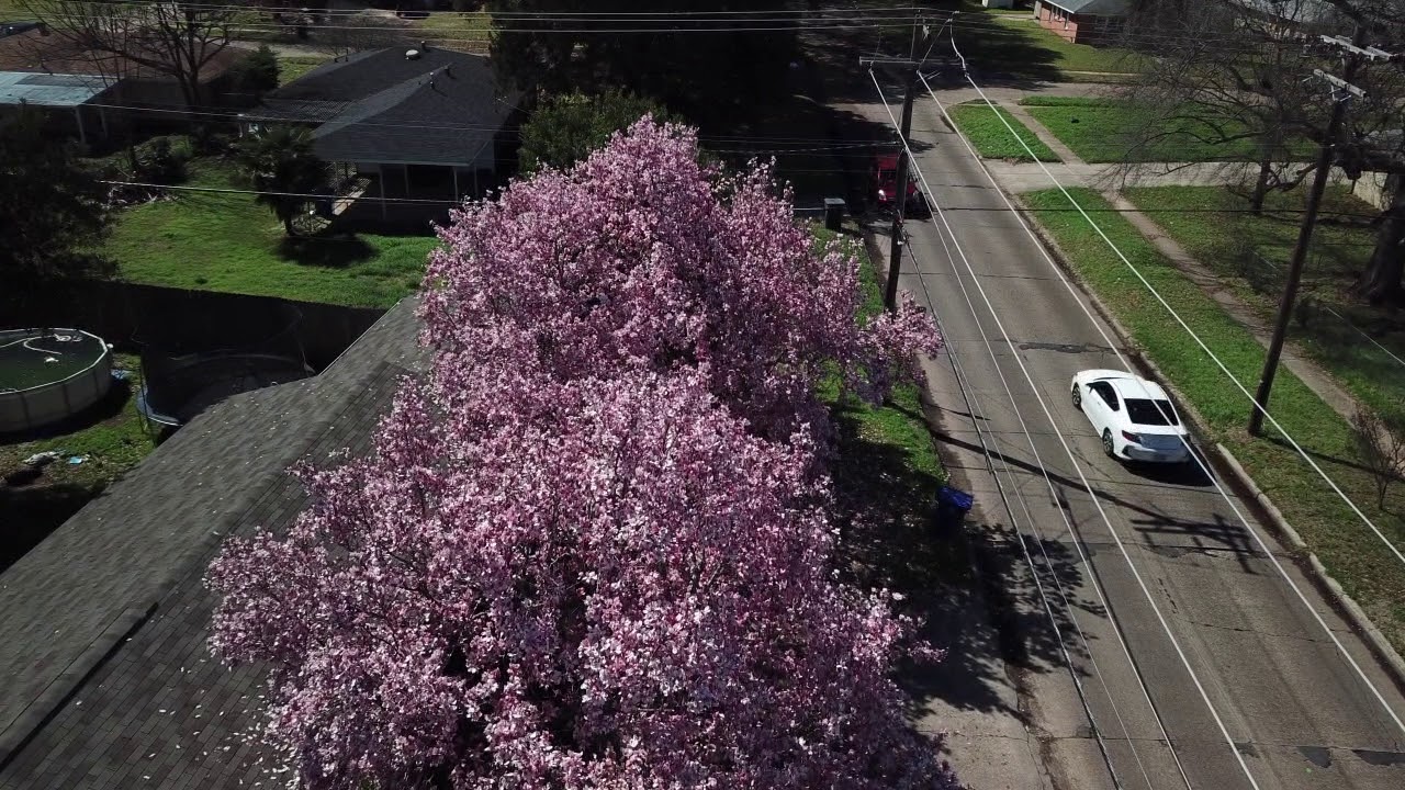spring's first bloomer the Japanese magnolia - YouTube