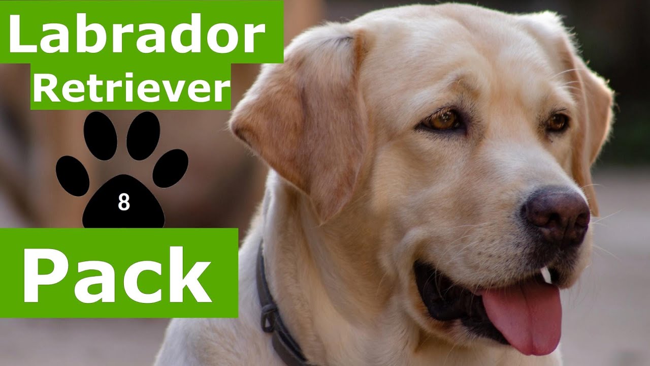 Labrador Retriever Compilation - YouTube