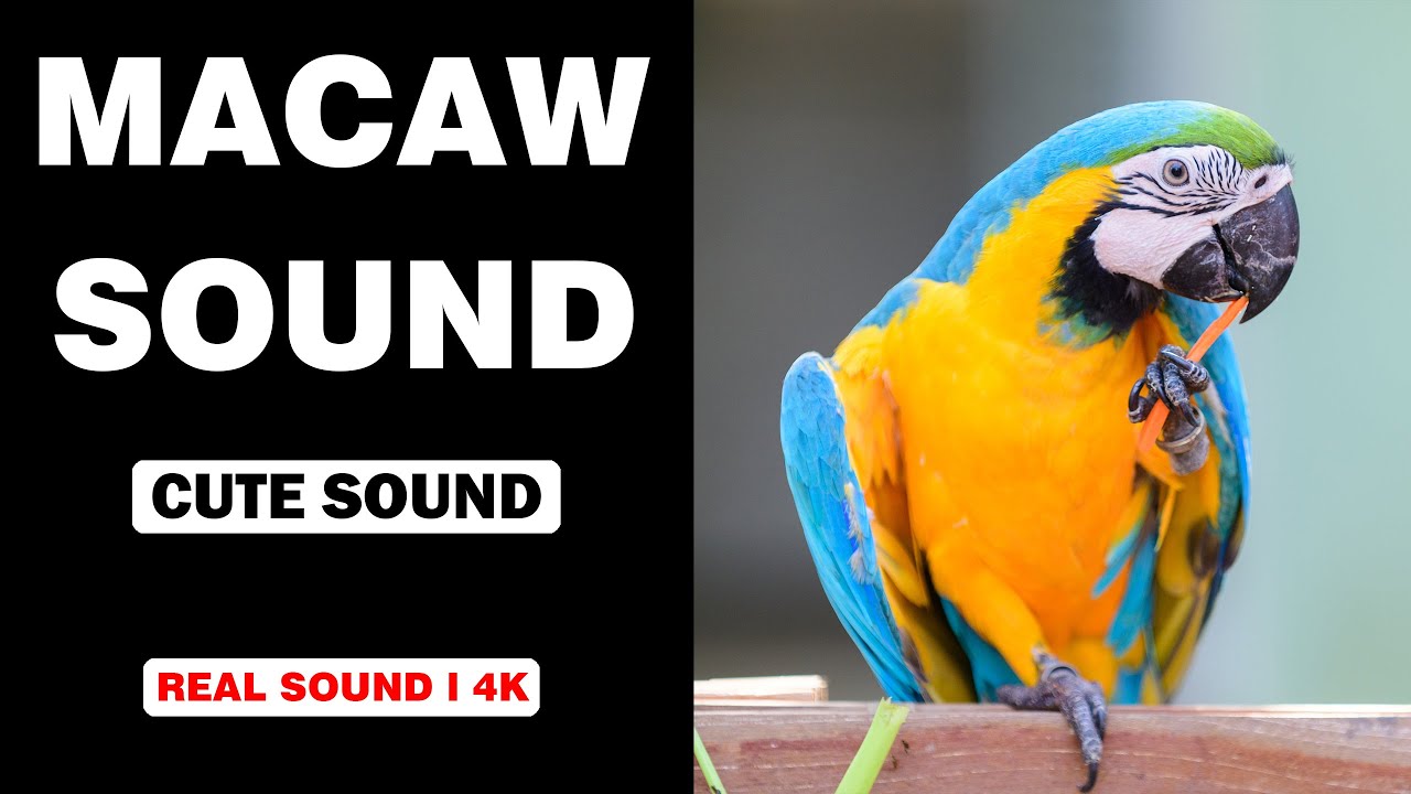 Real Macaw Parrot Sounds | High Quality | Cute Macaw Parrot Experience ...