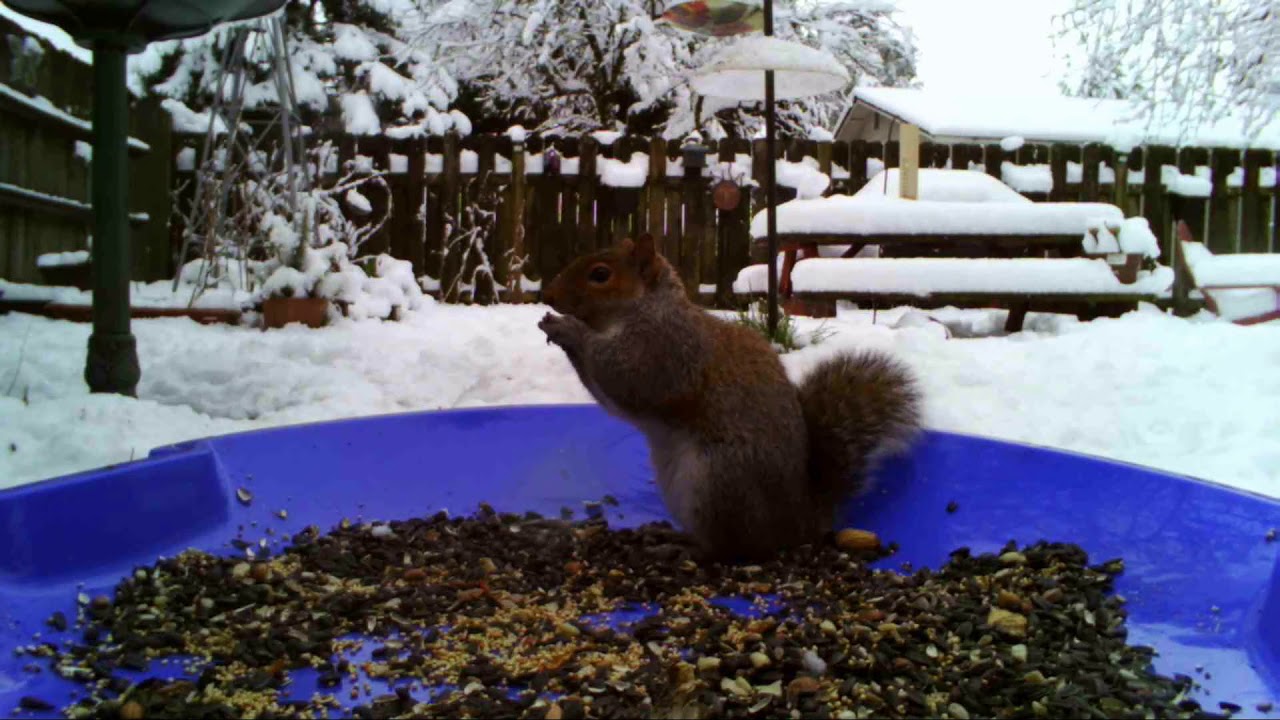 Snowmageddon 2020 - happy birds and squirrels in the snow in Everett ...