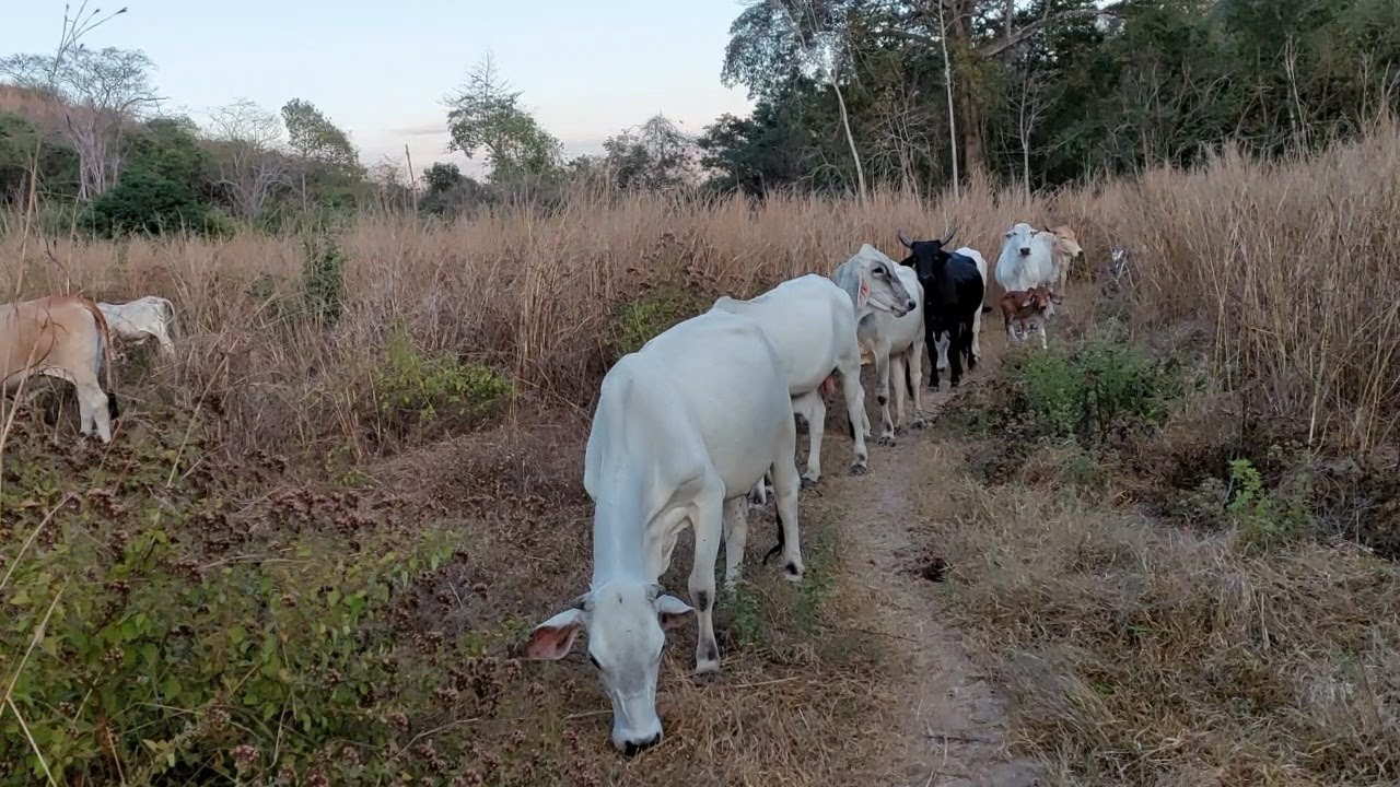 Un potrero con mucho pasto para las vacas, todo esto hicimos antes de ...