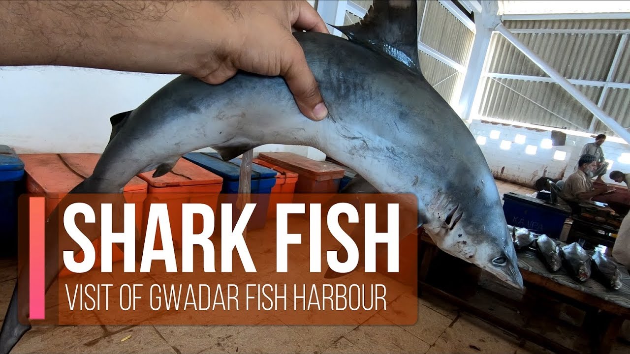 Found Shark Fish | During Visit of Gwadar Jetty | Fish Harbour Visit ...