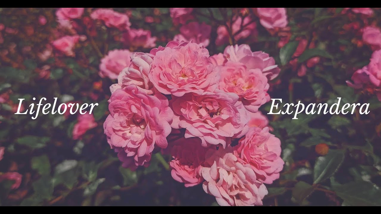 poblask - expandera (lifelover cover) - YouTube
