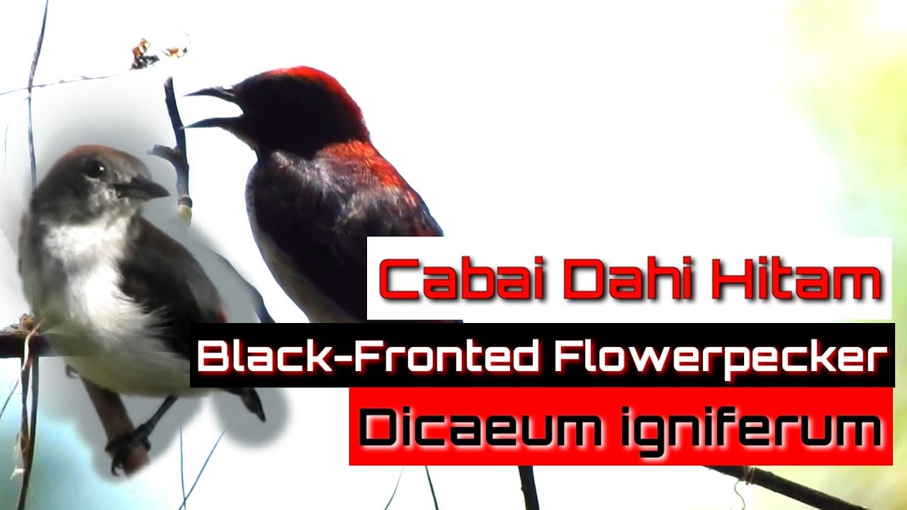 Burung CABAI DAHI HITAM | Black-fronted Flowerpecker | Endemic Nusa ...