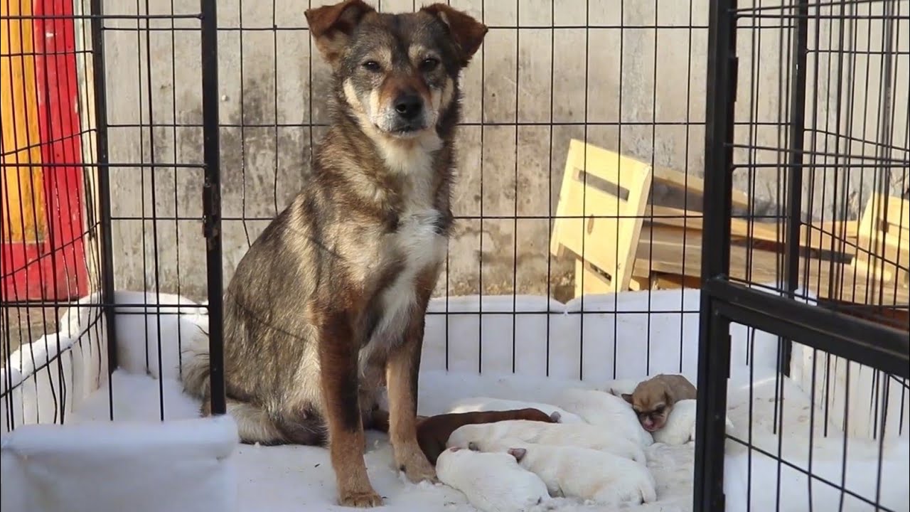 How can a weak stray dog mother feed 8 puppies that haven't opened ...