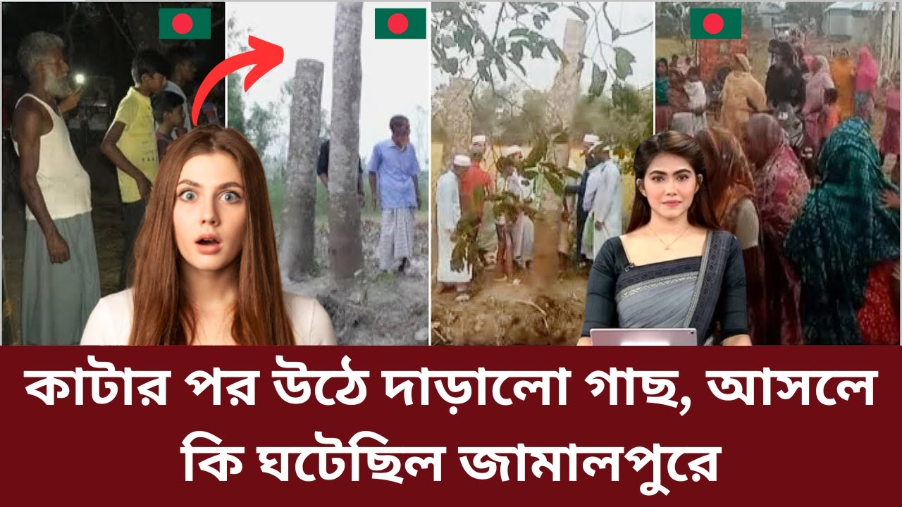 কাটার পর উঠে দাড়ালো গাছ, আসলে কি ঘটেছিল জামালপুরে Jamalpur Tree miracle Bangladesh - YouTube