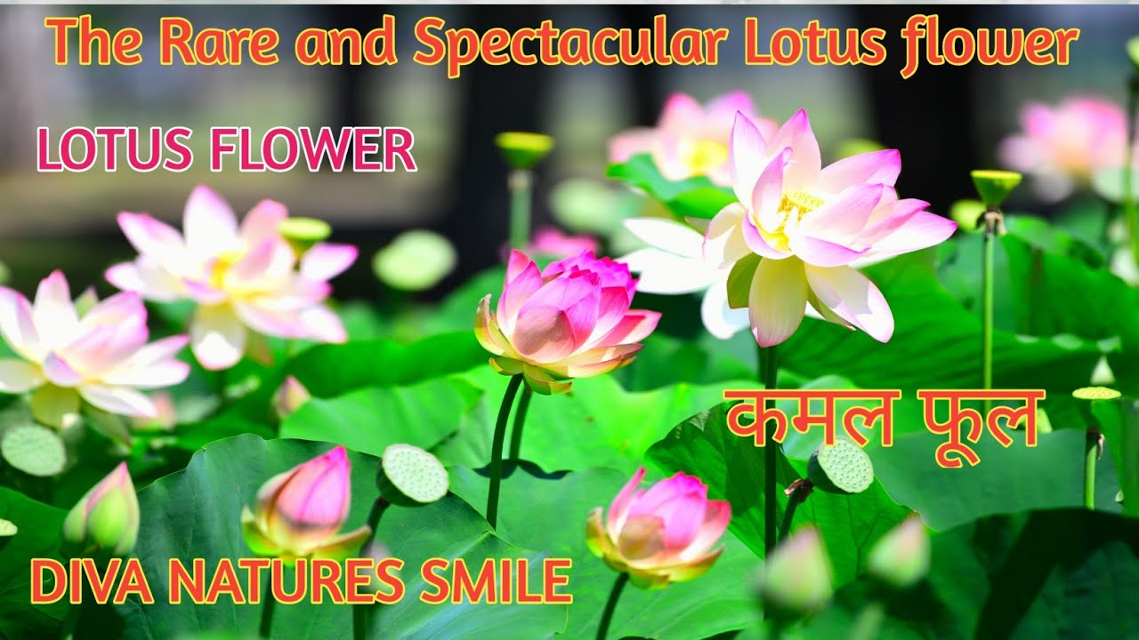The Rare and Spectacular Lotus Flower | Kamal Phul | कमल फूल - YouTube