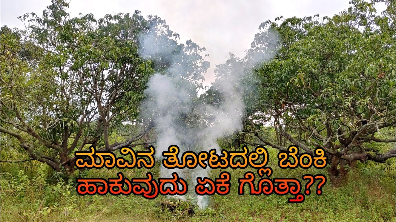 How to increase Mango yield | Smudging Technique | ಮಾವಿನ ಬೆಳೆಯಲ್ಲಿ ...