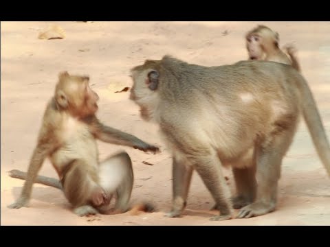 Monkey Donny And Jr Monkey, King Loki Monkey on The way of Brasat Bei ...