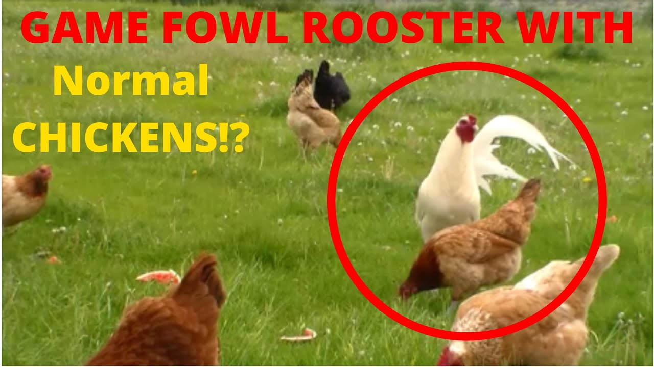 Game Fowl Rooster With normal chickens!!?? - YouTube