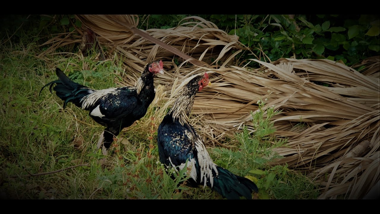 Aseel Murgay | Aseel rooster | Aseel Fighter | new Video of home breed ...