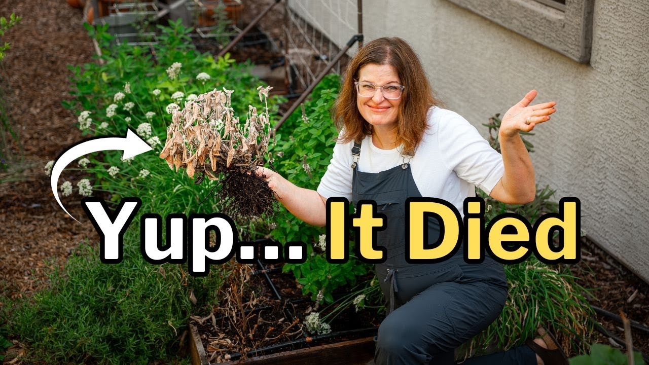 What to Plant (and Fix) in Your HERB GARDEN This Fall - YouTube