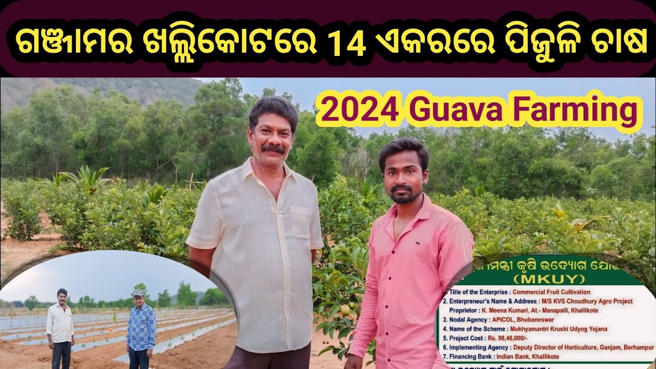 ପିଜୁଳି ଚାଷ କେମିତି କରିବା ? Odishara Gote Famous Pijuli Farm Ganjamre ...