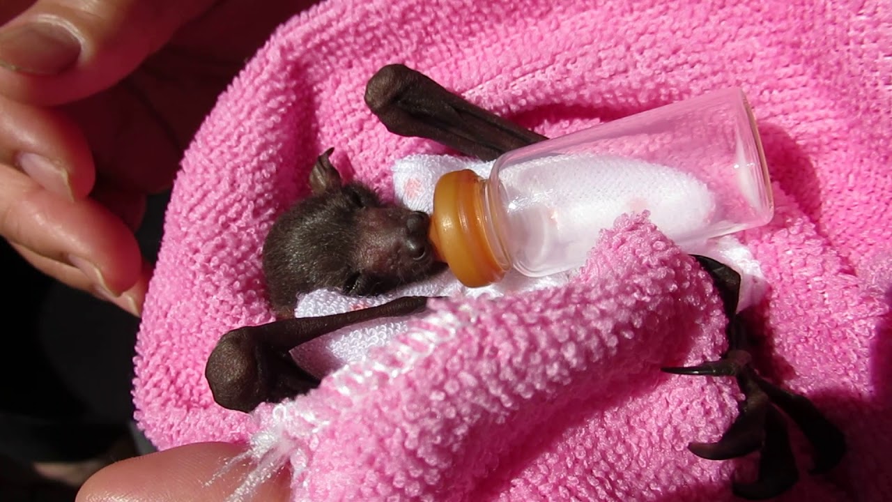 Tiny bat needs extra bottle feeds - YouTube