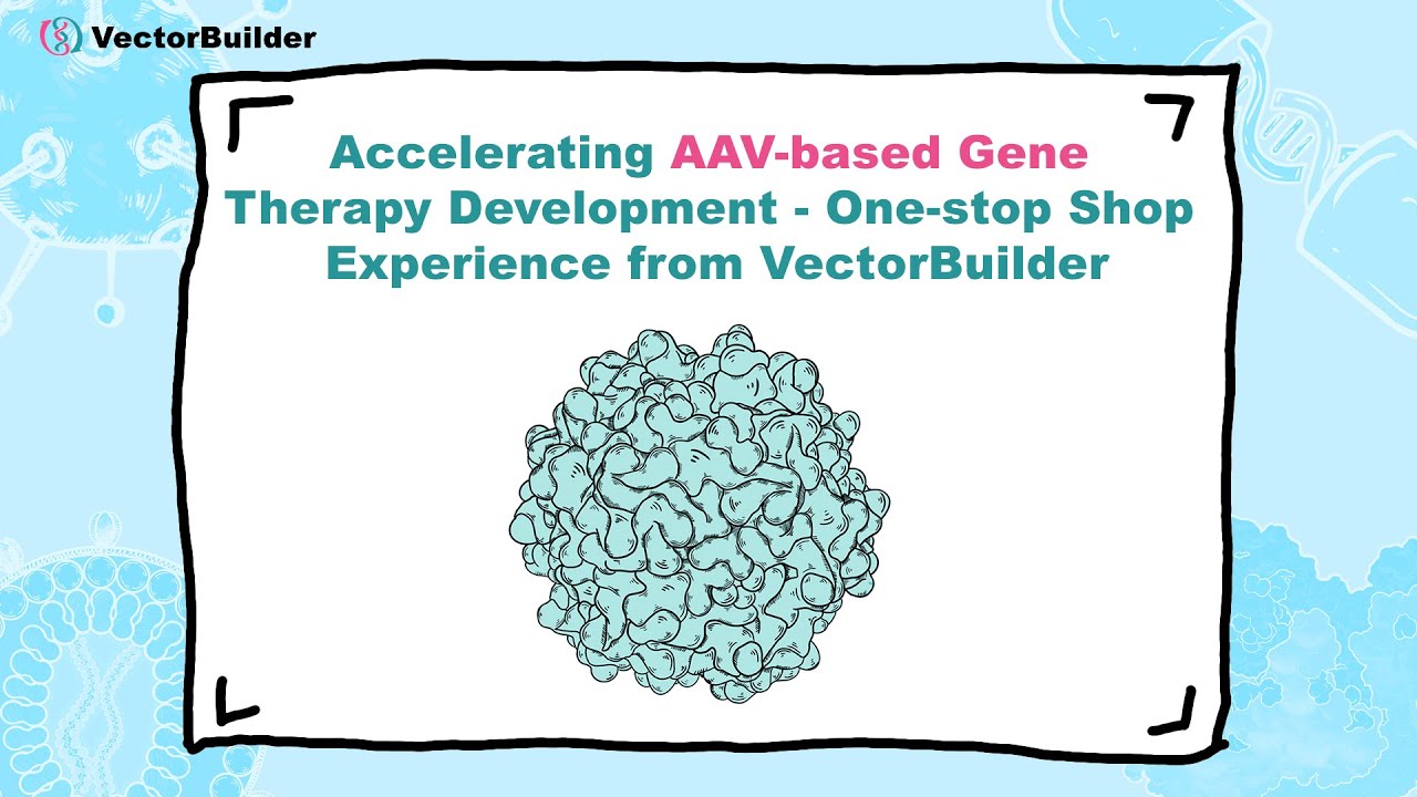 Accelerating AAV-based Gene Therapy Development: One-stop Shop ...