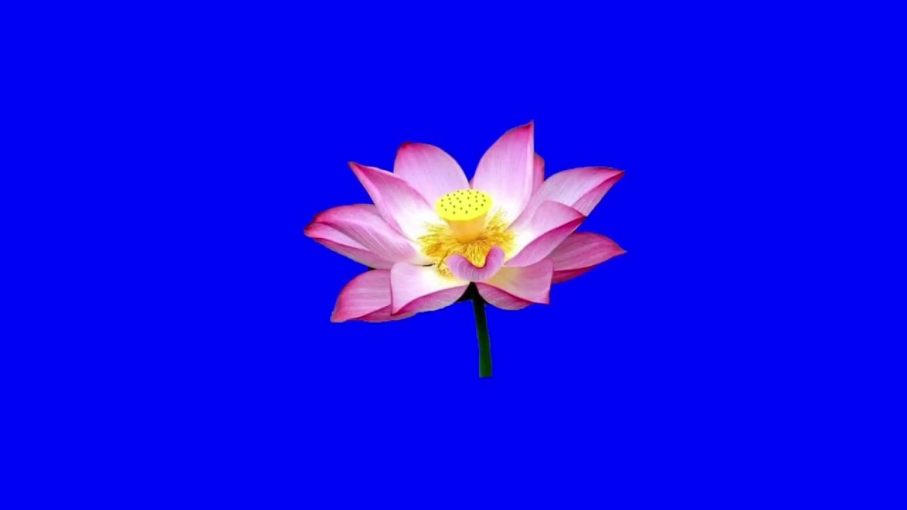 Lotus flower on blue screen (green screen )- Free to use - YouTube