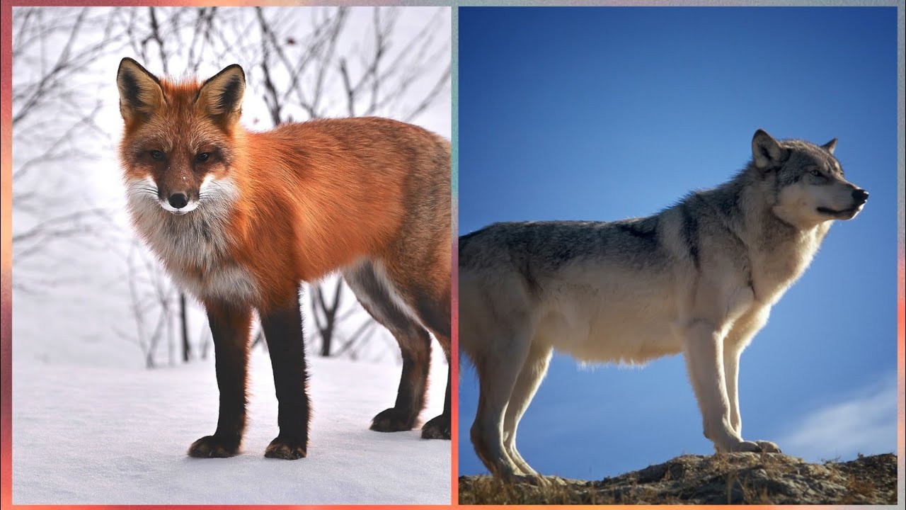 Fox Vs Wolf - Fox & Wolf difference video @mijumuentertainment6303 - YouTube