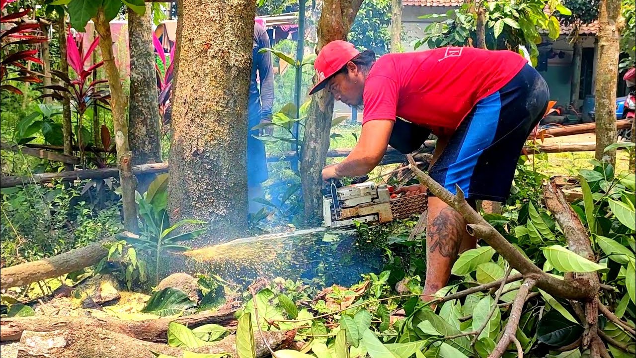 Repent,,,!! Cut down the sap-rich Kluweh tree. Stihl Ms440 - YouTube