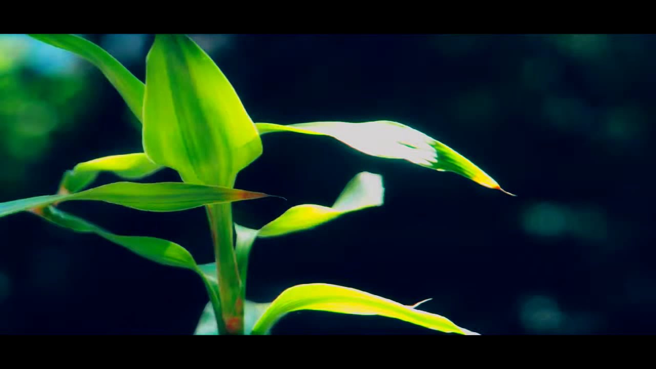 Nikon D5000 | Video Test | Cinematic Test