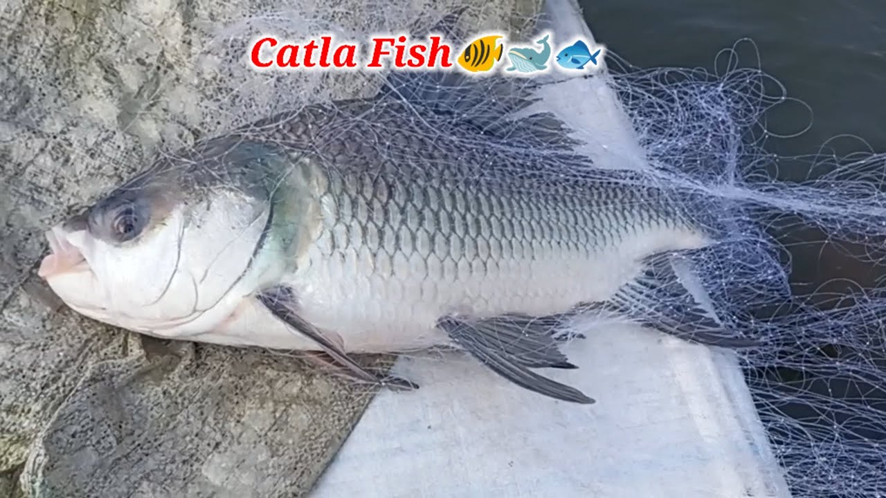 Catla Fish |Best Fish Fishing In Net Fishing Catla Fish Catching ...