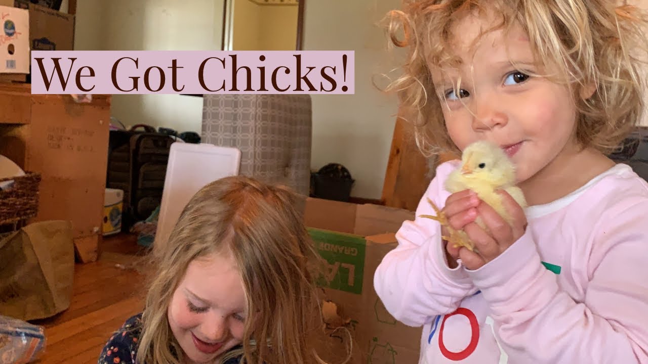 We Got Chicks! - YouTube