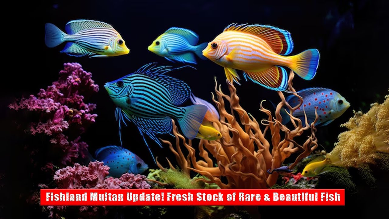 Fishland Multan Update! Fresh Stock of Rare & Beautiful Fish 🐟 - YouTube