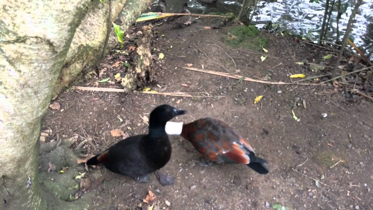 Animals: Hamilton Zoo - YouTube