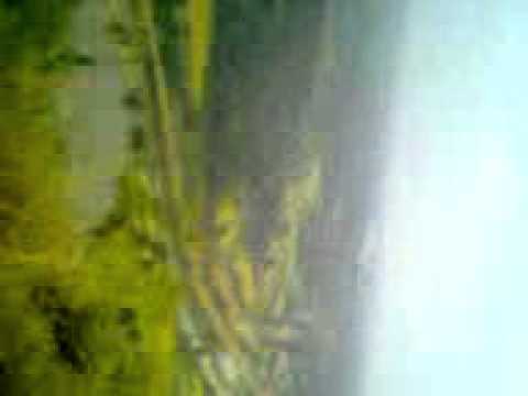 path sanchlan baihar20005.3gp