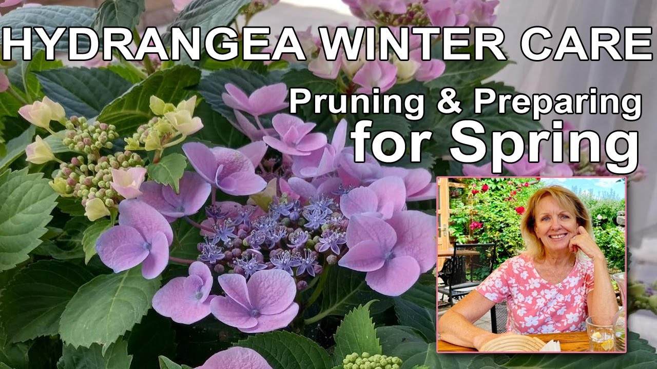 Hydrangea Winter Care: Pruning and Preparing for Spring - YouTube