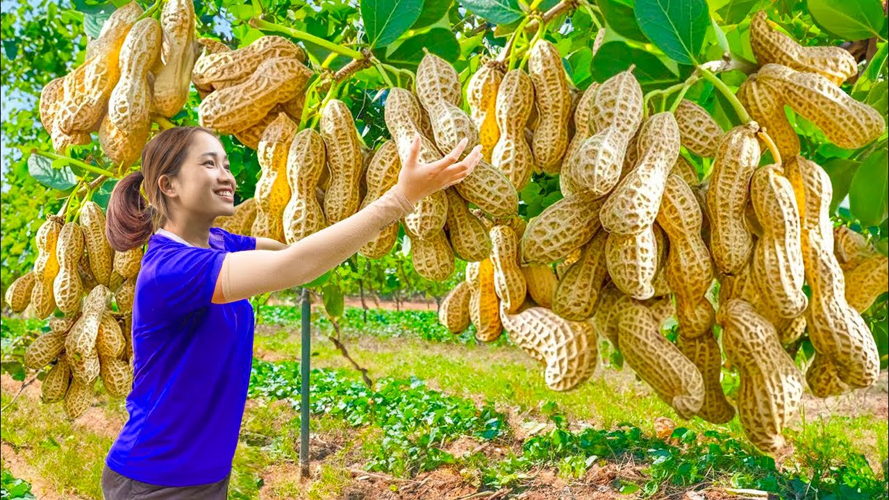 BREAKING! women Harvesting Angel Bean Goes To Market Sell - Harvest And ...