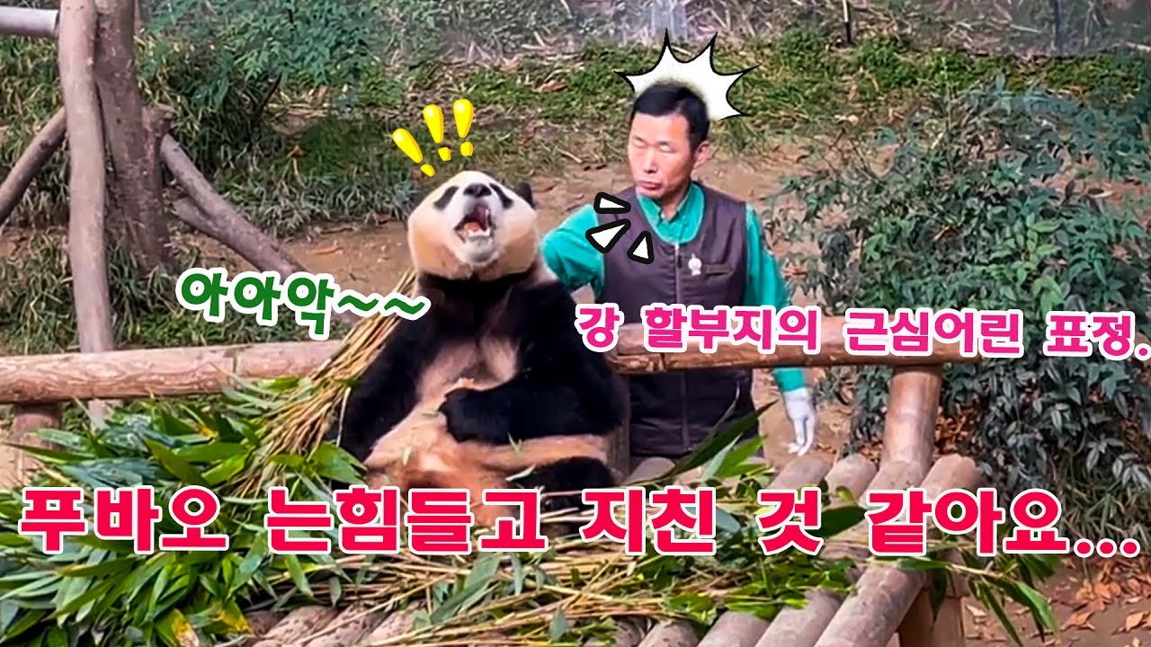 푸바오 는힘들고 지친 것 같아요어떻게 된 거예요 🙋🏻♂️근심걱정하는 강바오님 할부지는 서둘러 시국을 점검하러 나갔다👀푸바오를 위한 깜짝 엔딩🤣ㅋㅋㅋㅋㅋㅋ Youtube