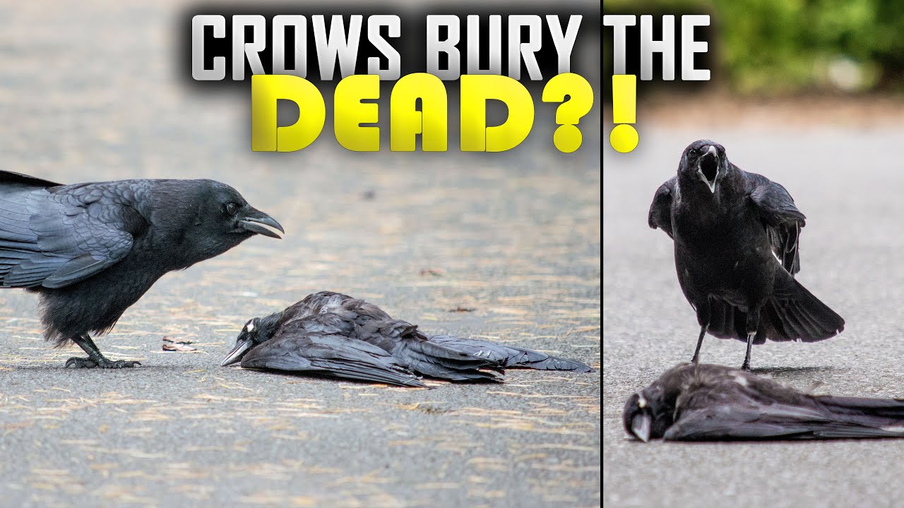 Crow Hold Funerals For Their Dead - Quran Miracle (Story Of Cain & Abel ...