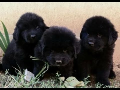 Ciobănesc românesc corb - YouTube